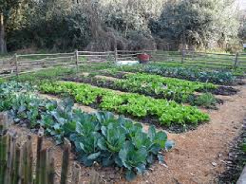 Curso taller huerta agroecológica: Se dictará en Mariano Moreno ...