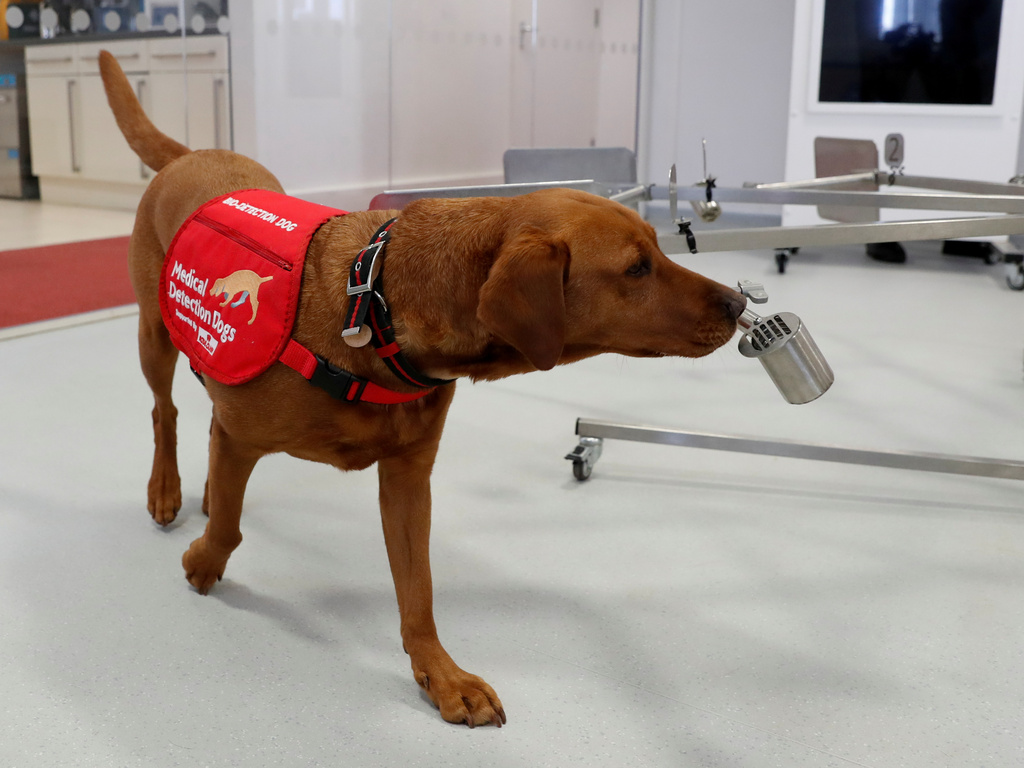 Medical Detection Dogs could play a role in preventing the spread of ...
